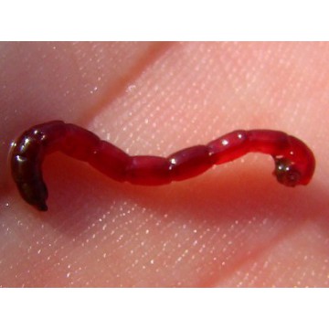 Vers de vase vivant 90ml - Aquabiance