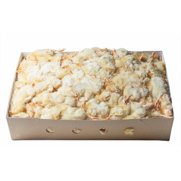 Poussins congelés 10kg - Aquabiance