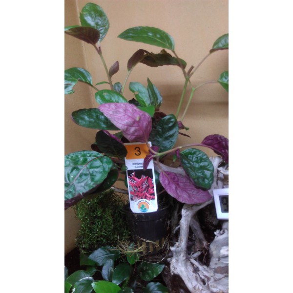 Hemigraphis colorata - Aquabiance